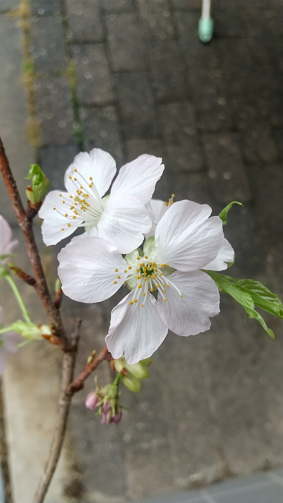 桜咲く: 三匹の猫(野良猫から飼い猫になって) 2